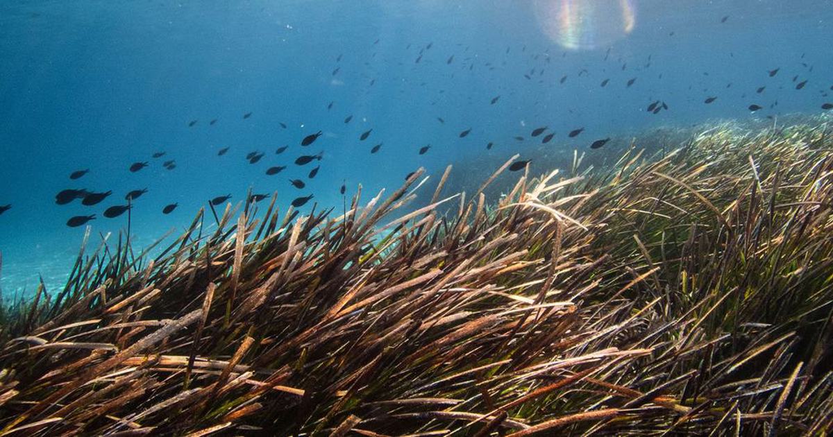 Imagine: one algae goes missing and the whole sea dies